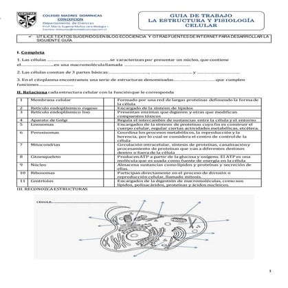 Hoja De Trabajo Sobre La Estructura Celular En La Escuela Secundaria
