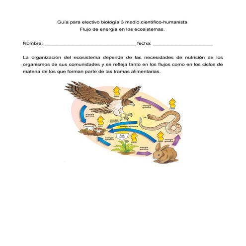 Guia de 3 medio flujo de energia en los ecosistemas | ODT