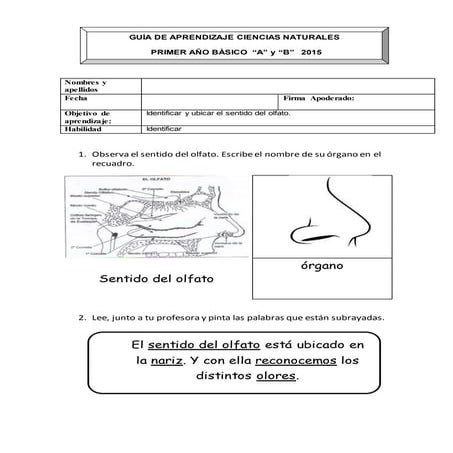 Guía del olfato. 1º básico. los sentidos | DOCX