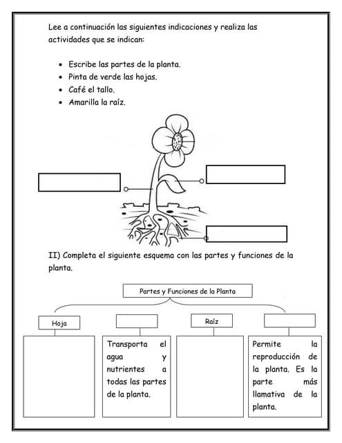 Prueba ciencias las plantas | PDF