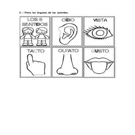 Hoja De Trabajo De Los Cinco Sentidos