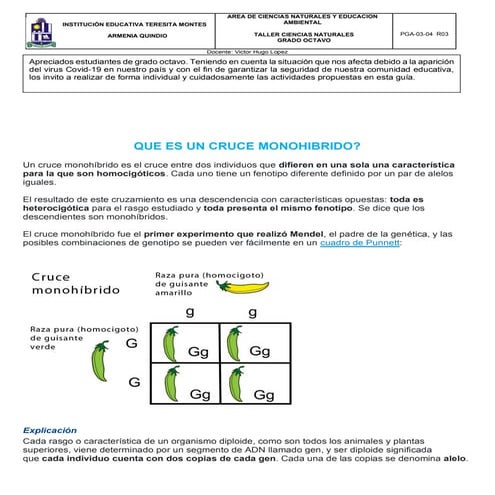 Hojas De Trabajo Sobre Cruces Monohibridos