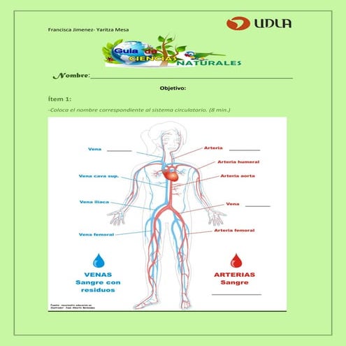 Guia del sistema circulatorio | PDF