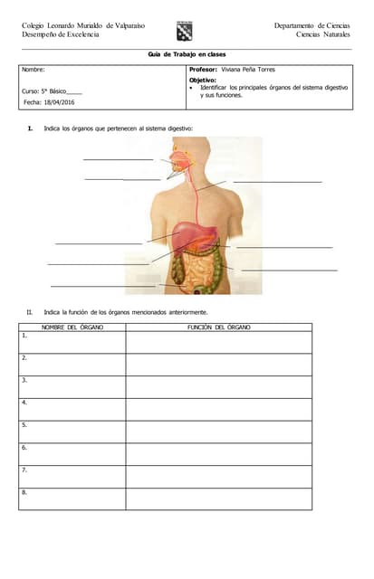 Hoja De Repaso Ejercicio 38 Anatomía Del Sistema Digestivo