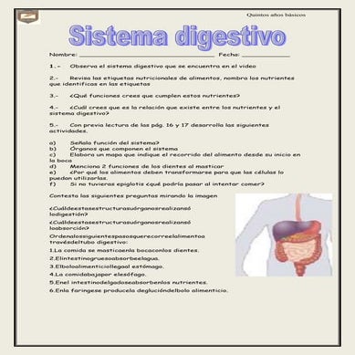 Hoja De Repaso Ejercicio 38 Anatomía Del Sistema Digestivo