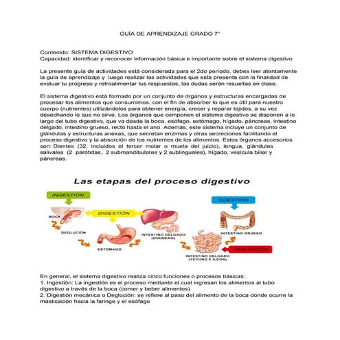 GUIA SISTEMA DIGESTIVO, APRENDÉ QUE MANERA DIDÁCTICA | PDF