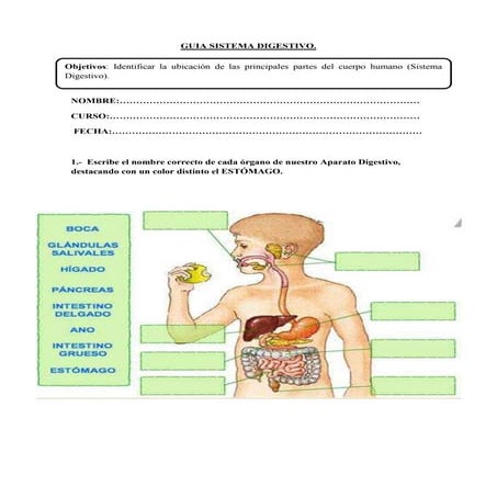 Guia aparato digestivo pla.3 | DOCX
