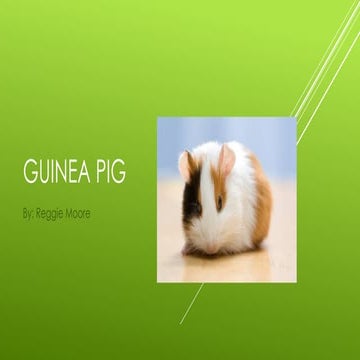 Guinea pig powerpoint | PPT
