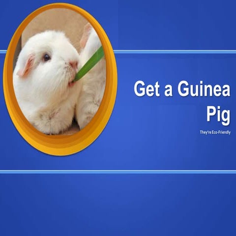 Guinea pigs | PPT