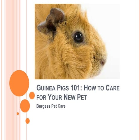 Guinea Pigs 101: How to Care for Your New Pet | PPTX