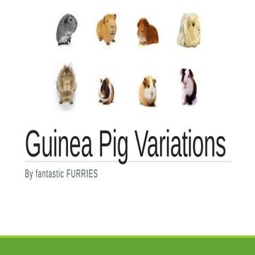 Guinea pig variations | ODP