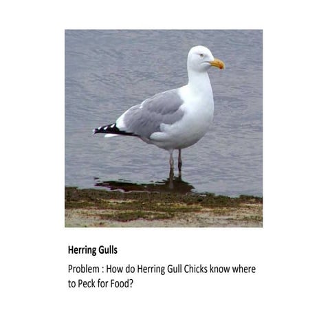 Gull Problem | PPT