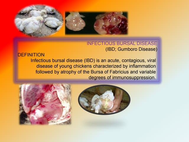 Infectious Bursal Disease Gumboro | PPTX