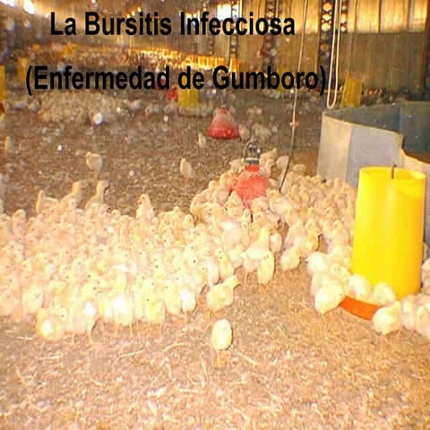 GUMBORO..pptx--------------------------- | PPTX