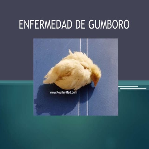 GUMBORO EXPOO.pptx