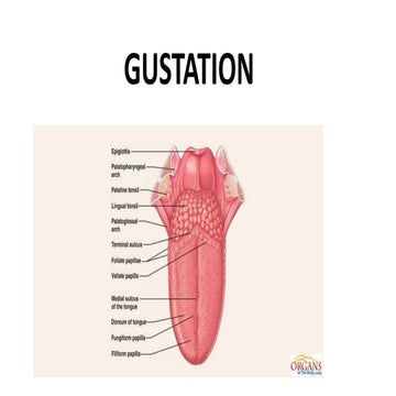 Gustaation | PPTX | Brain and Nervous System Disorders | Diseases and ...