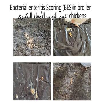 Bacterial enteritis Scoring (BES)in broiler chickensتقييم التهاب ...
