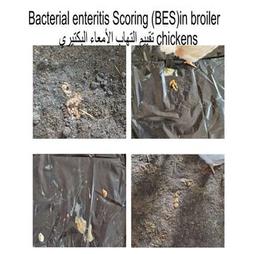 Bacterial enteritis Scoring (BES)in broiler chickensتقييم التهاب ...