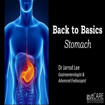 Stomach | PPT