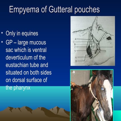 Gutteral pouches, By Dr. Rekha Pathak, senior scientist IVRI | PPT
