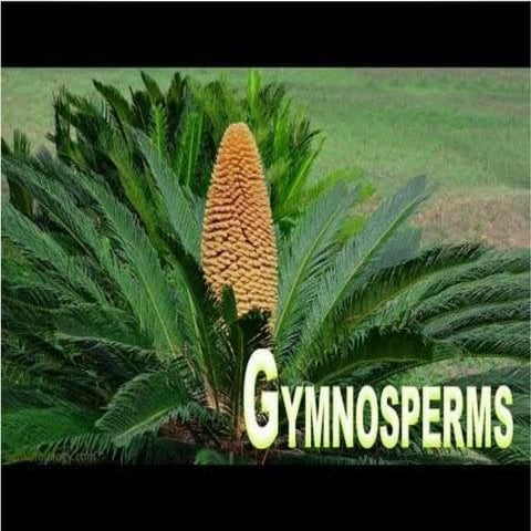 Gymnosperm | PPTX