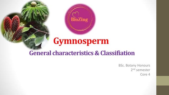 Classification of gymnosperms | PPTX | Biological Sciences | Science