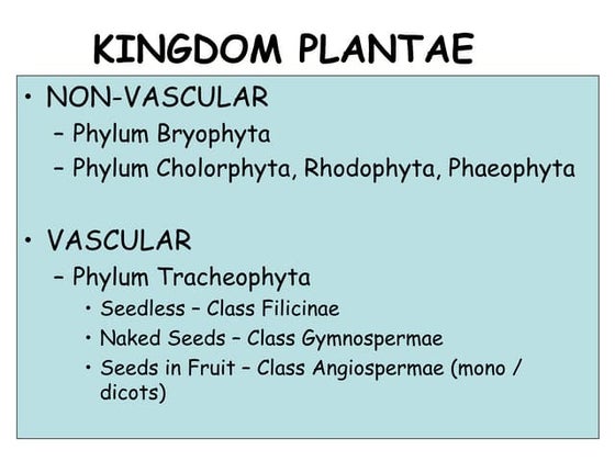 Kingdom Plantae Phylum Magnoliophyta Class Gymnosperm Lesson