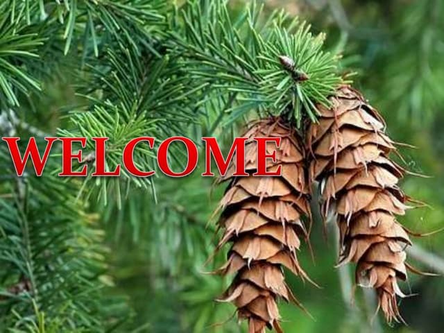 Chapter - Progymnosperm lecture 2nd year | PPTX