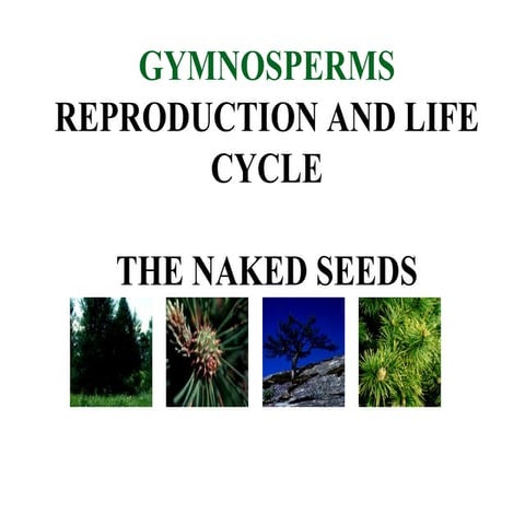 Gymnosperms | PPT