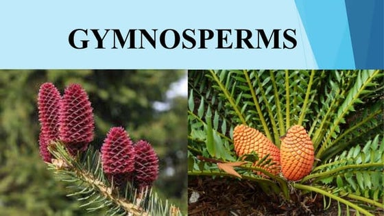Classification of gymnosperms | PPTX | Biological Sciences | Science