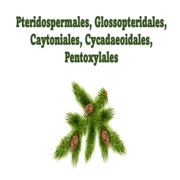 gymnosperm, Glossopteridales, Glossopteris | PPTX