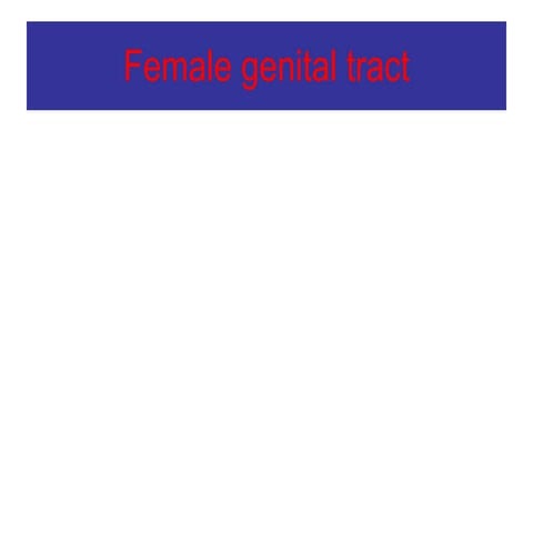 Gyneko | PPT