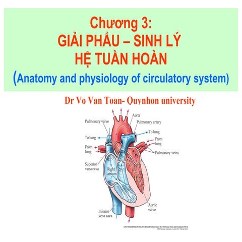 Comparative anatomy circulatory system | PPT