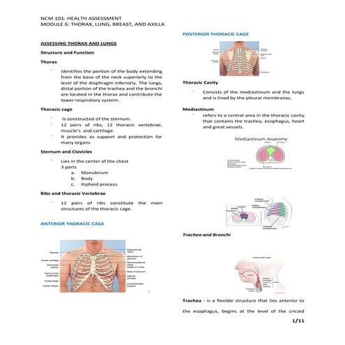 THORAX AND LUNGS ASSESSMENT | PPTX