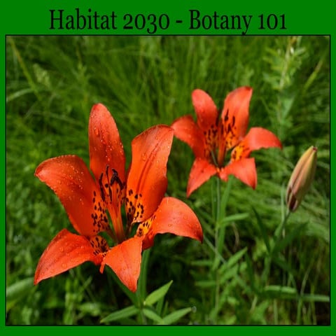 Illinois Botany 101 and Wildflower Quiz | PPT | Gardening | Home & Garden