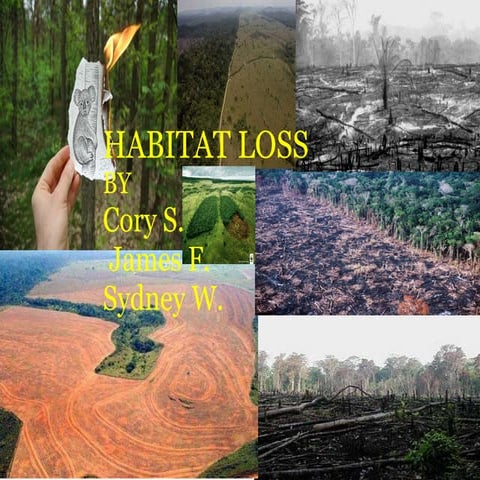 Habitat loss | PPT