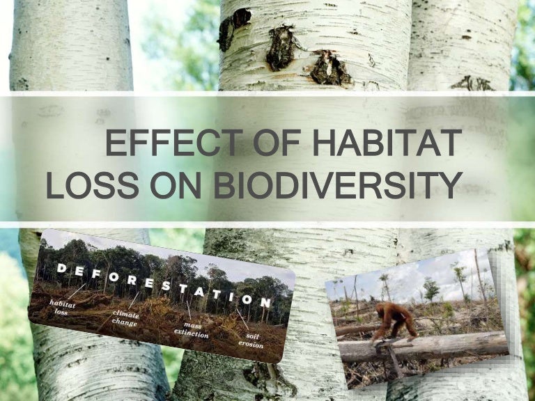 Habitat Loss habitat-loss