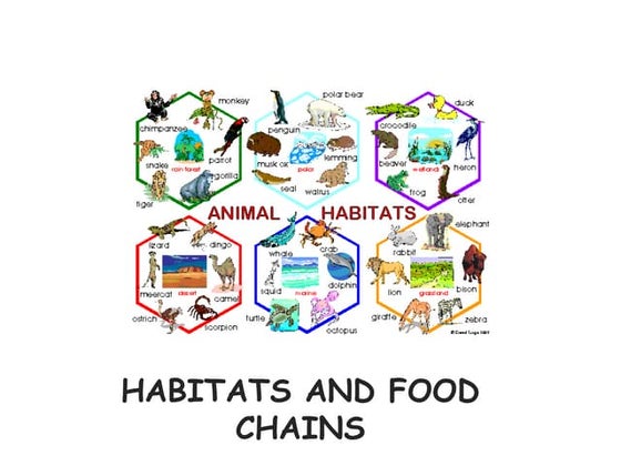 The Eating Habits Of Animals Ppt Project | PPT | Vegetarian Diets ...