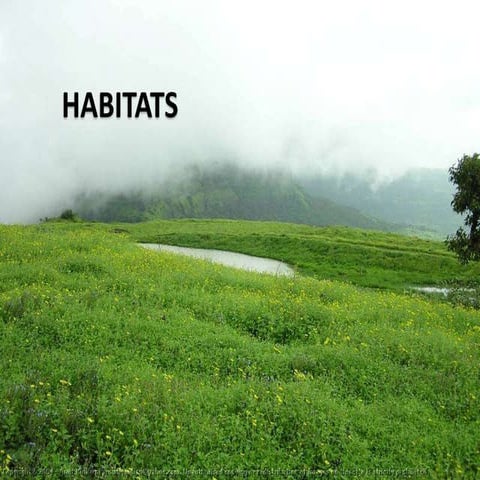 Organisms and their habitats | PPT