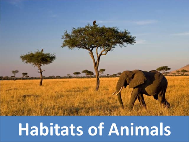 Animals & their habitat | PPTX