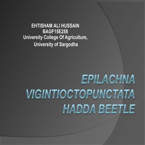 Hadda beetle | PPT