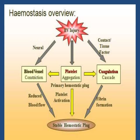 Haemostasis and bleeding disorders for students | PPT