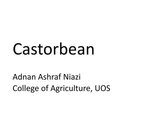 Berseem: Fodder Crop | PPT