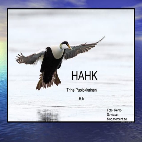 Hahk | PPT