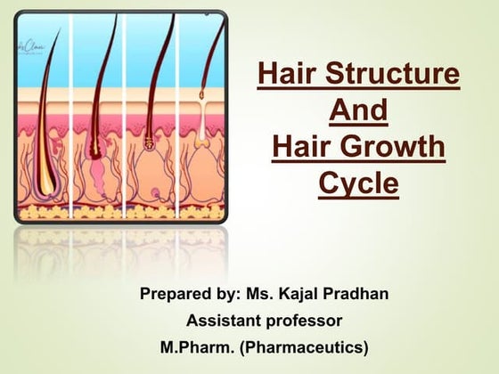 Structure of Hair and Hair growth cycle | PPTX | Hair Care | Beauty