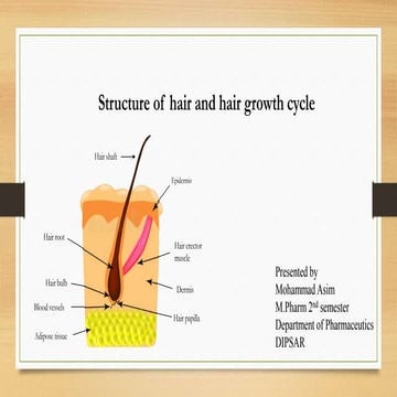 Hair structure and hair growth cycle | PPTX