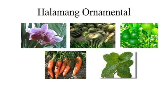 Pakinabang sa pagtatanim ng halamang ornamental plants | PPTX