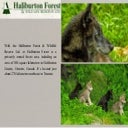 Haliburton forest wolf centre