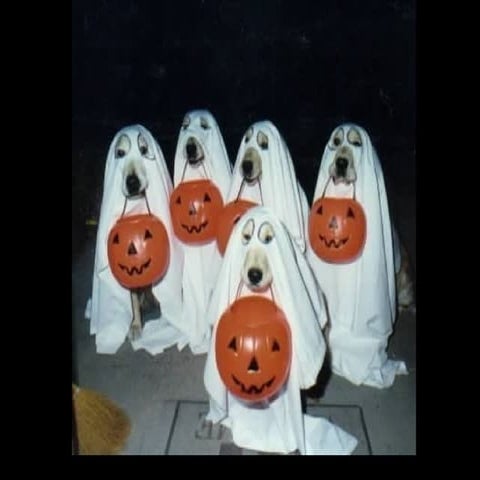 Halloween Dogs | PPT