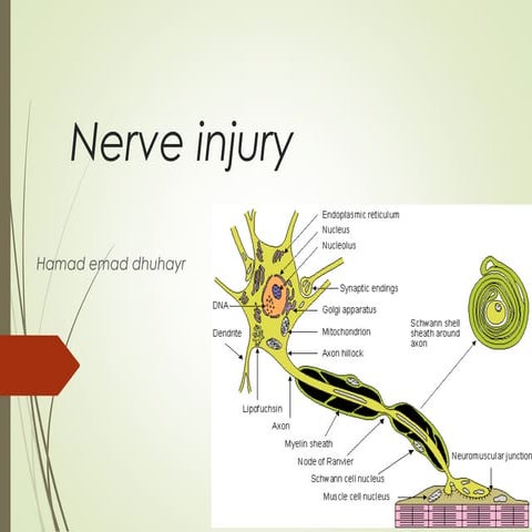 nerve injury | PPT